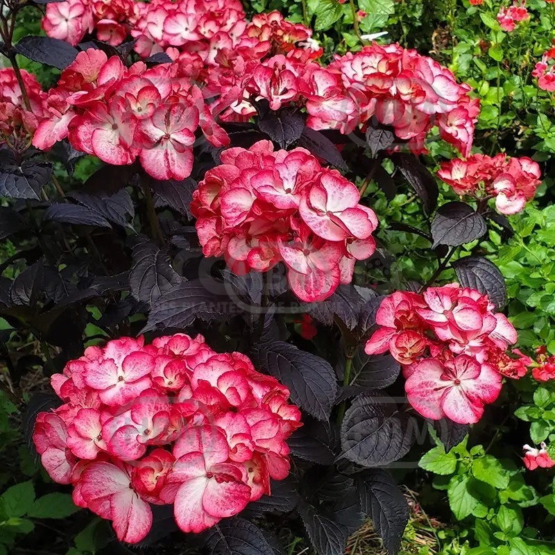 Serrata Black Velvet Hydrangea Serrata Black Velvet | Holland Bulb Market