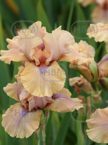 Germanica Country Dance Iris Germanica Country Dance | Holland Bulb Market