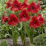 New Xclusive Collection 2026 – Premium Summer-Flowering Bulbs for ...