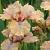 Germanica Country Dance Iris Germanica Country Dance | Holland Bulb Market