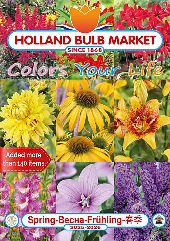 Holland Bulb Market